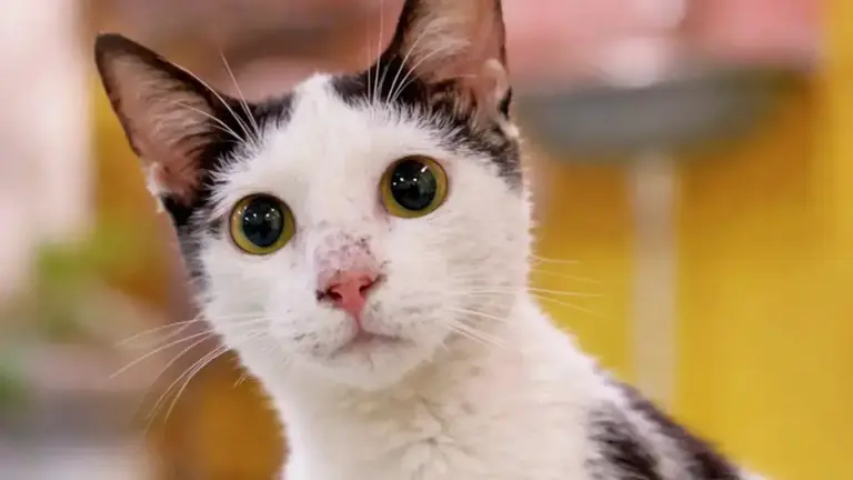 Mumbai is India's cat capital; new report reveals startling insights