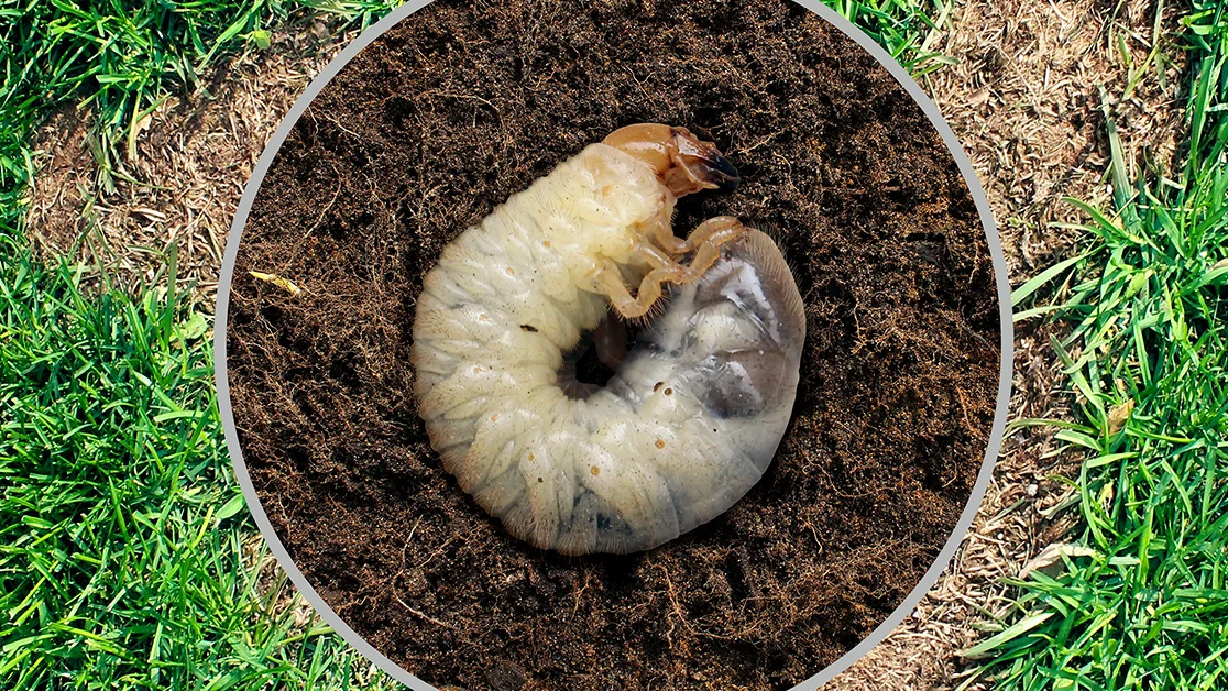 What is a lawn worm? How to deal with these pests