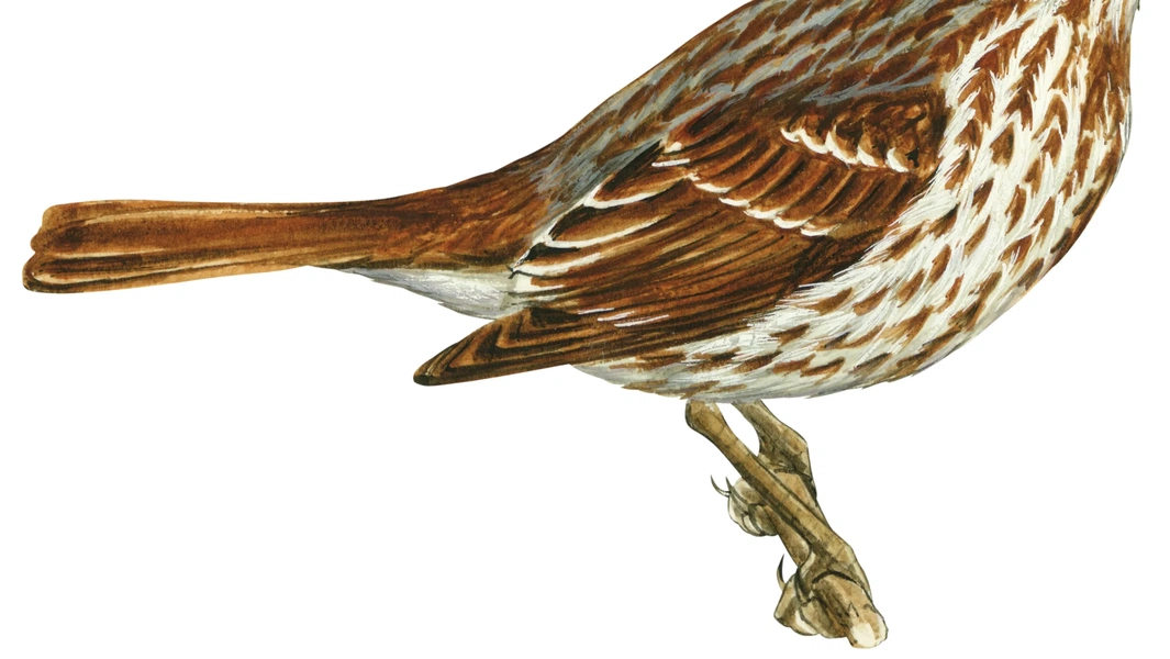 9 sparrow species and their unique traits