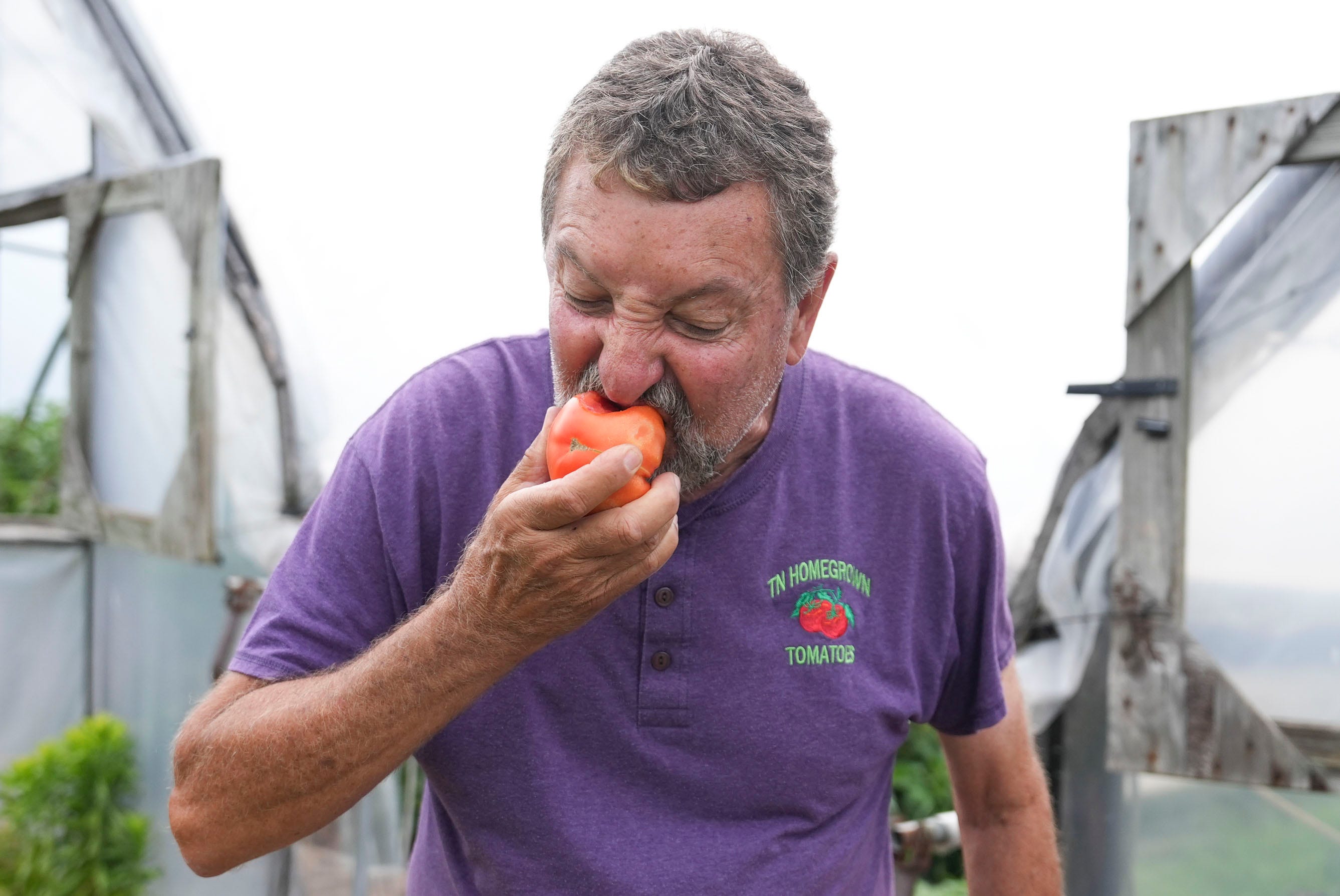 Why are Grainger County tomatoes so special? Soil, farming practices ...