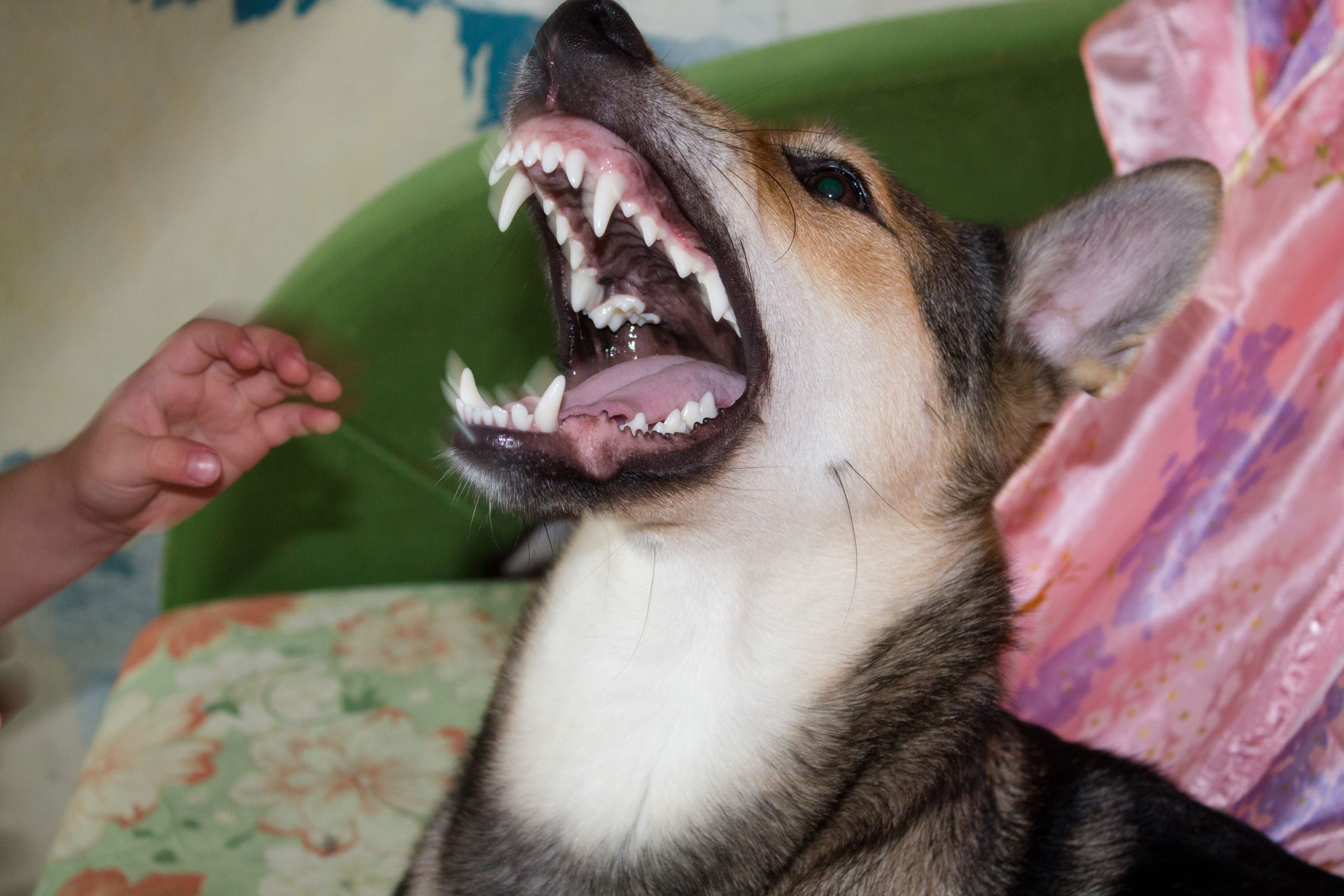 We know how to stop rabies. We just aren't doing it