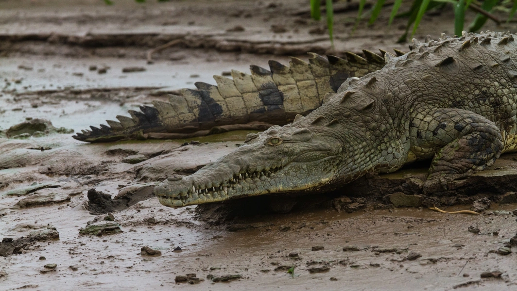9 surf destinations with crocodile encounters