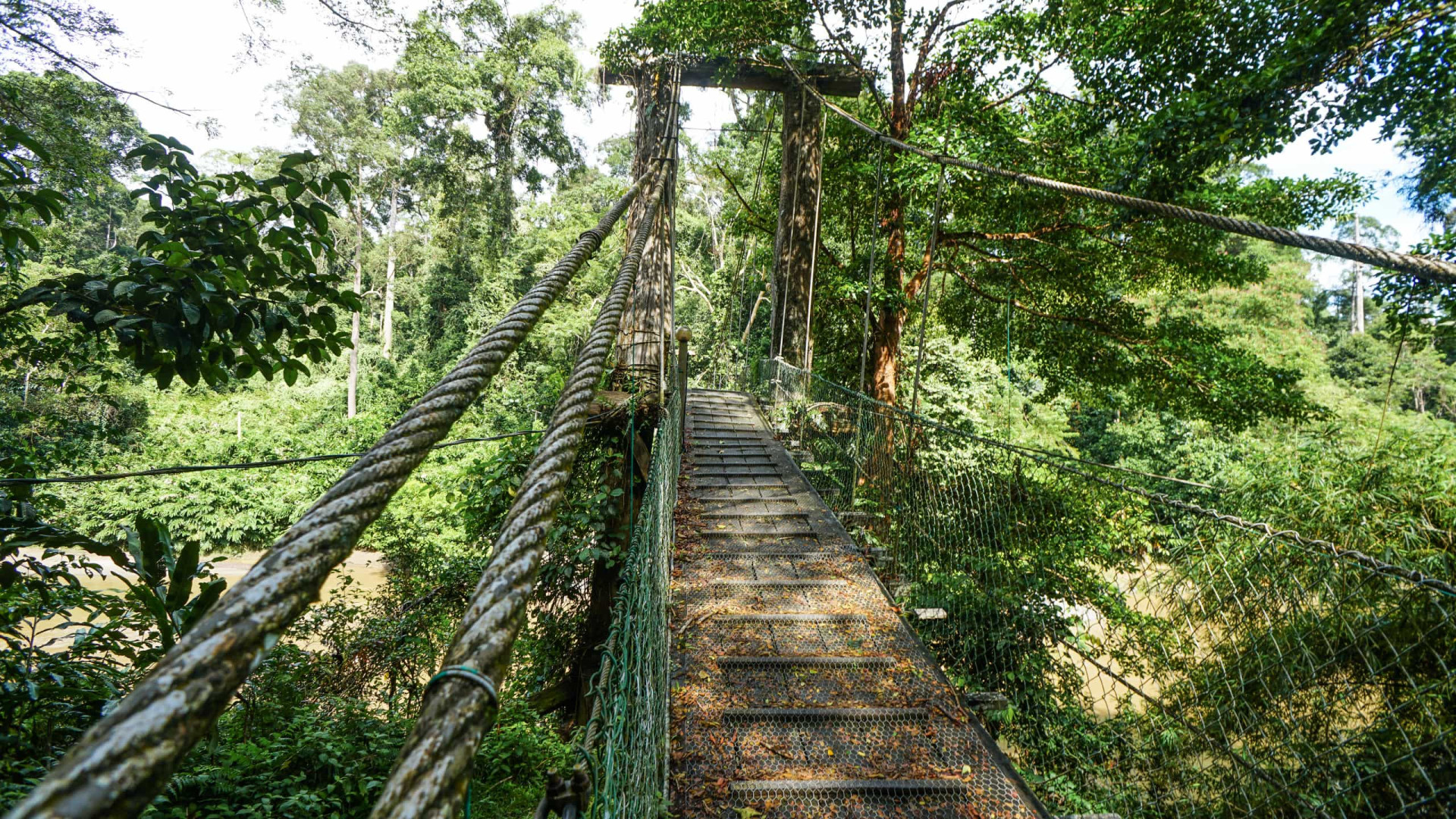 Be amazed by these jungle and rainforest destinations