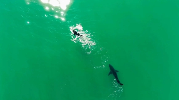 Enorme squalo circonda un surfista: il fotografo si preoccupa