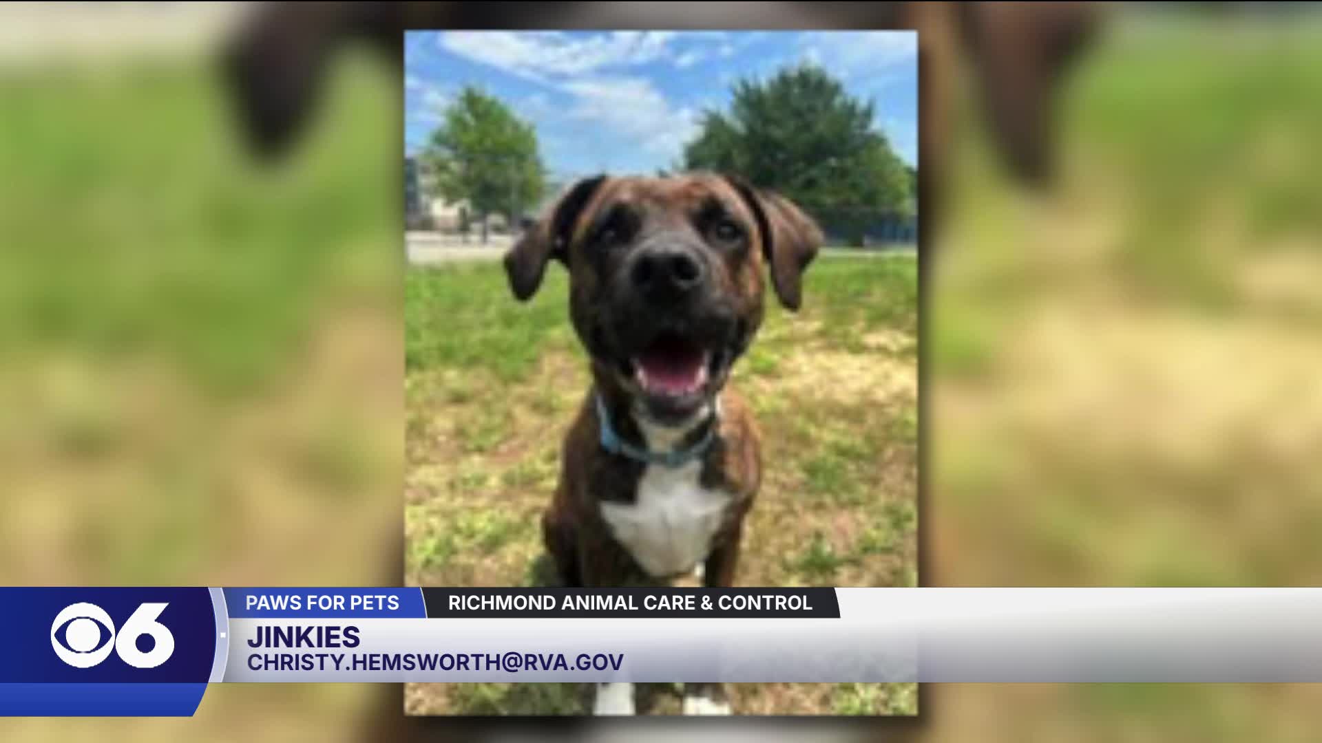 Paws for pets: Jinkies, a super smart girl who loves adventure!