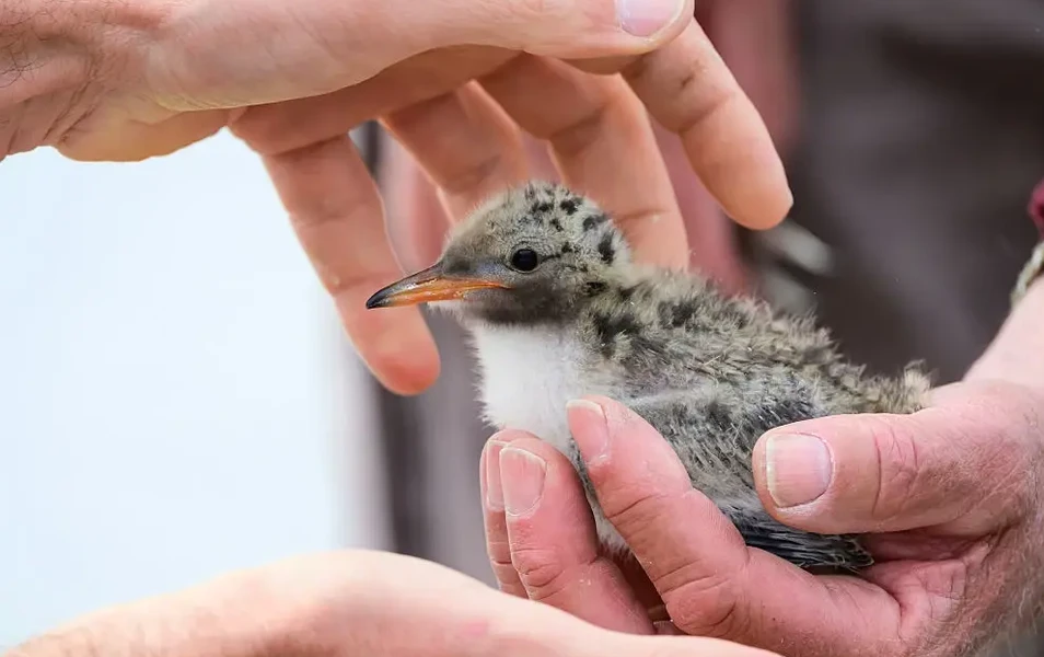 What to do when you find a baby bird