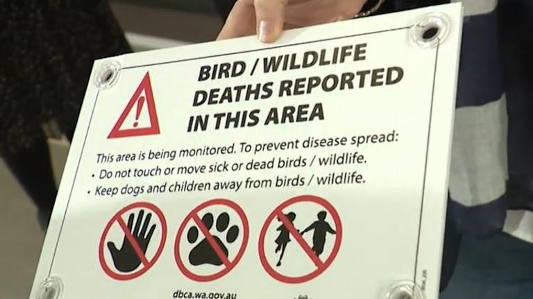 Second wild bird tests positive to H5N1 bird flu