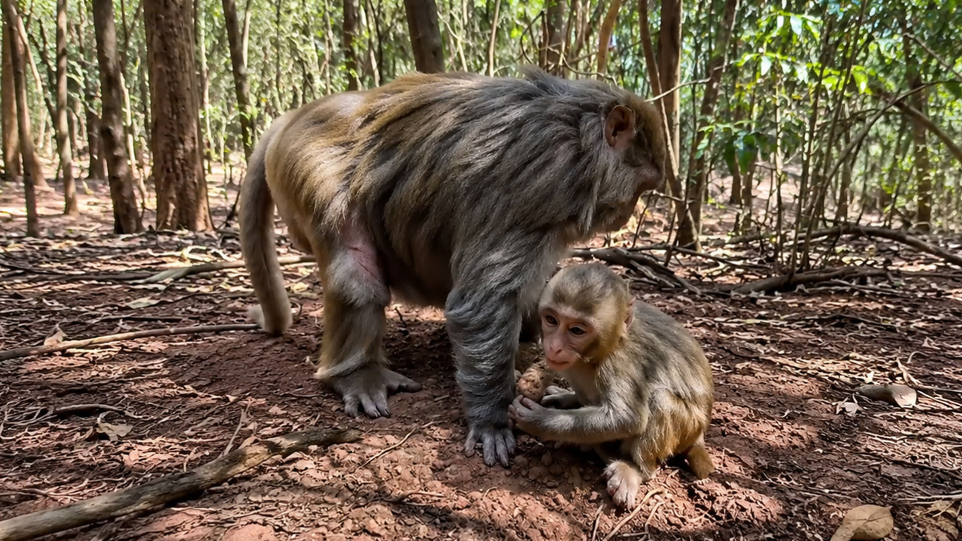 Een baby-aap vindt troost bij zijn moeder