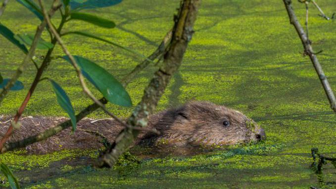 Beavers have helped reduce flood risk, experts say
