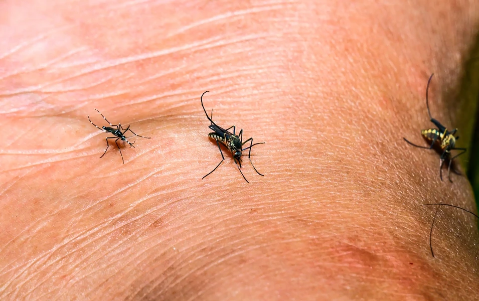 Mosquito dunk shortage hits Canada amid viral DIY trend