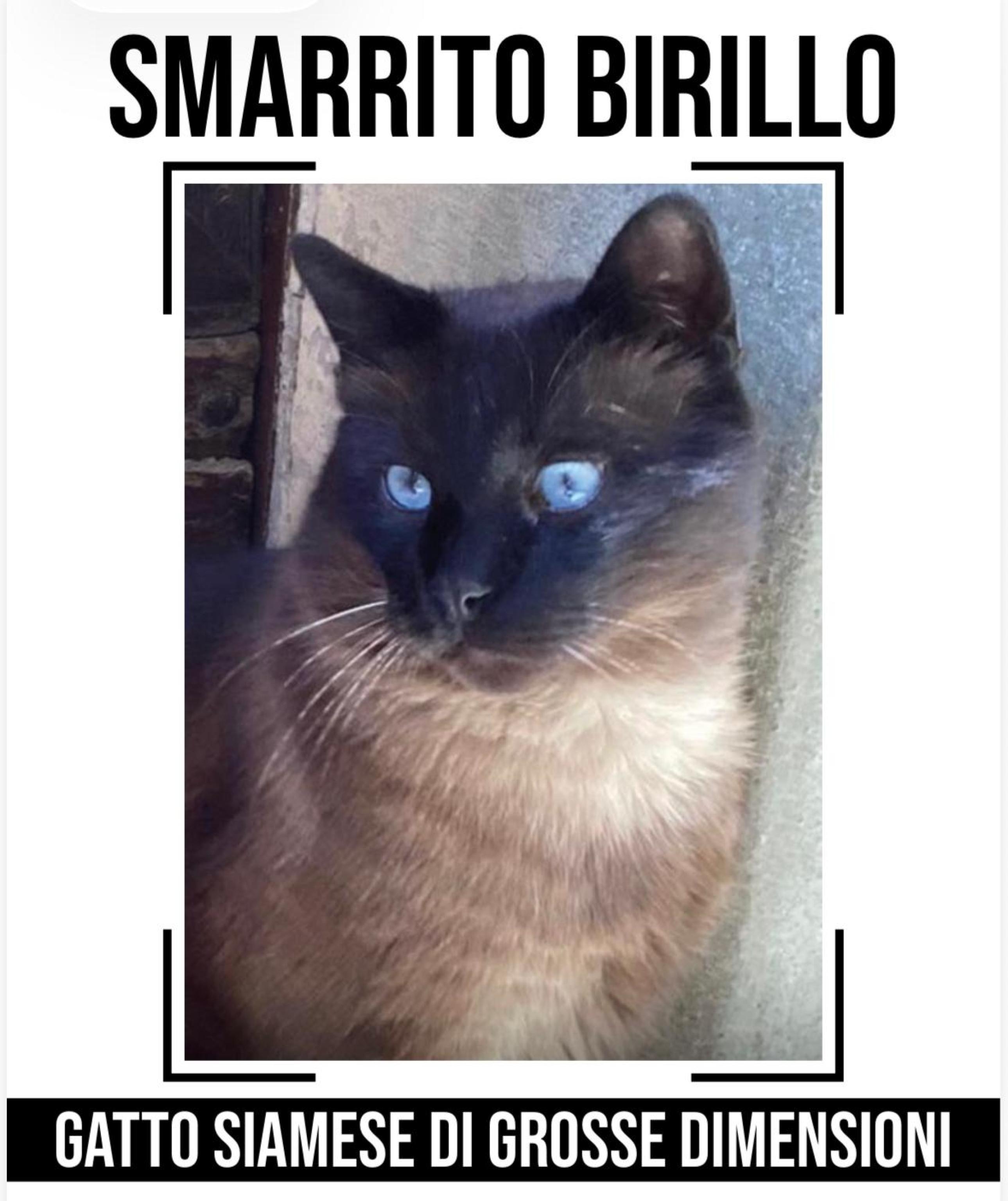 Petizione online del quartiere di Porta Sole per liberare il gatto Birillo
