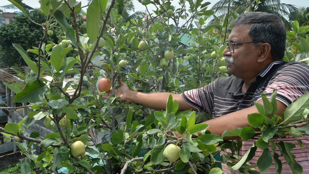 13 compact fruit plants perfect for small spaces