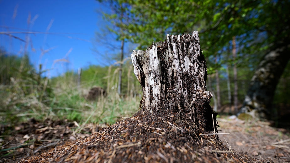 Safe and effective tree stump removal methods