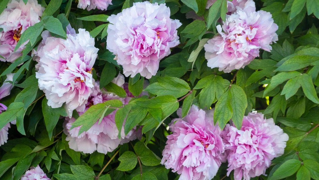 Essential steps for healthy, blooming peonies