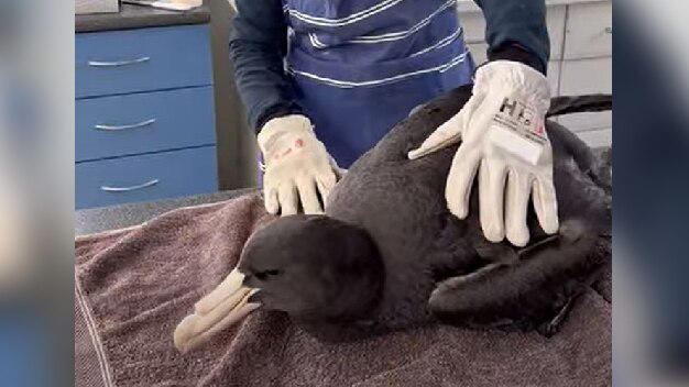 Second case of deadly H5 bird flu confirmed in southern WA