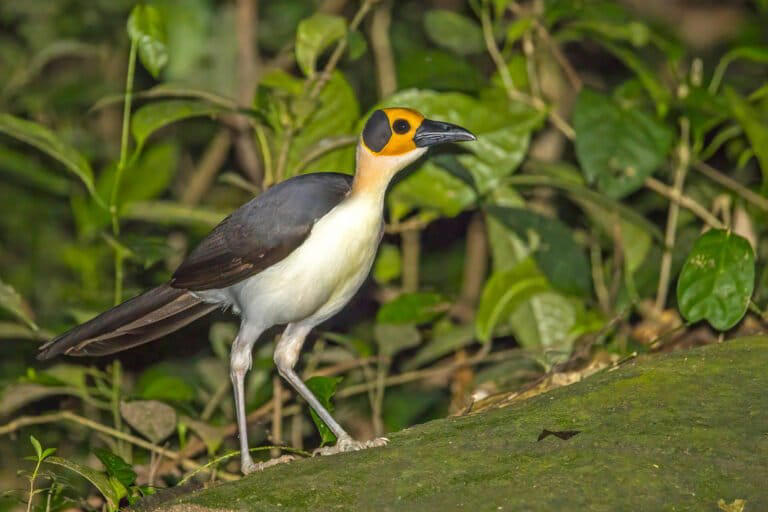 A few seconds with one of West Africa’s rarest birds