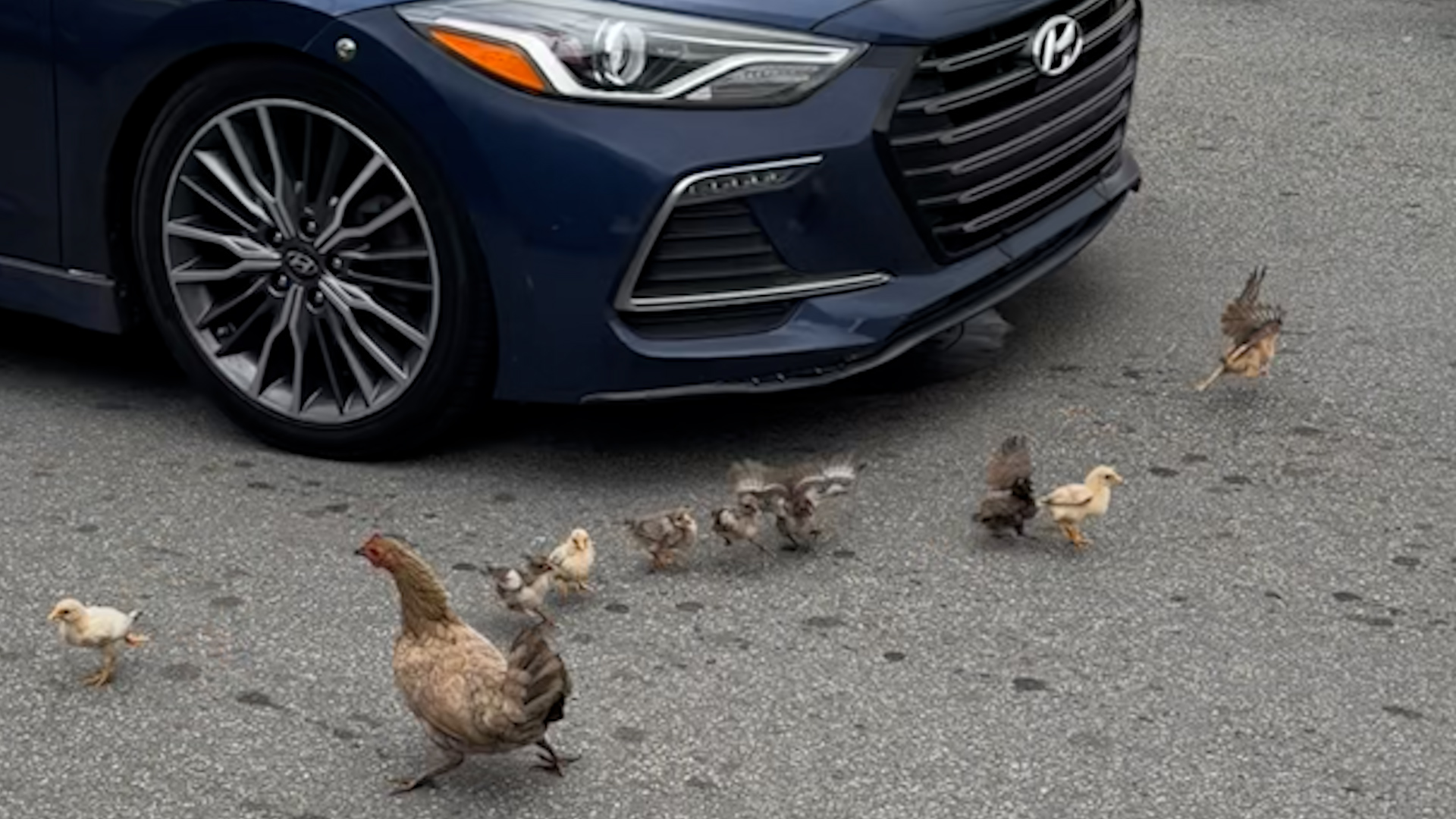 Chicks miraculously survive after being run over by car