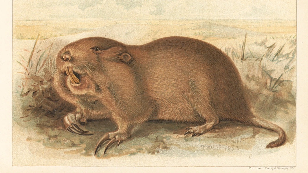 Effective strategies for gopher prevention and control