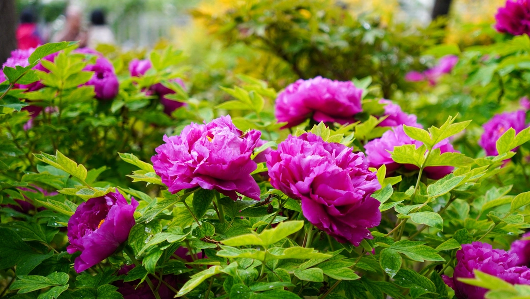 Essential steps for healthy, blooming peonies