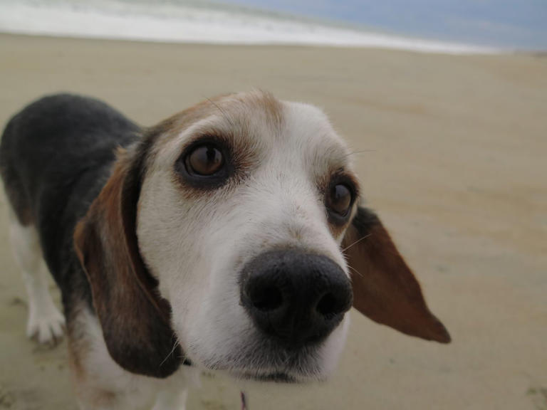 After 10 years of raids and arrests, this massive beagle testing lab is ...