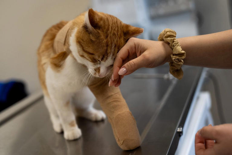 A pet emergency can cost $8,000. For millions of Americans, that bill ...