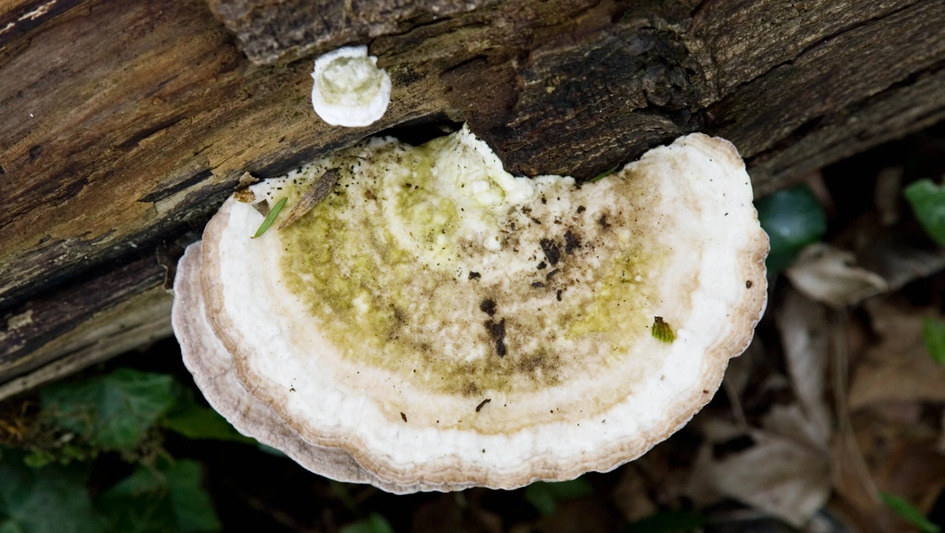 Safe and effective tree stump removal methods