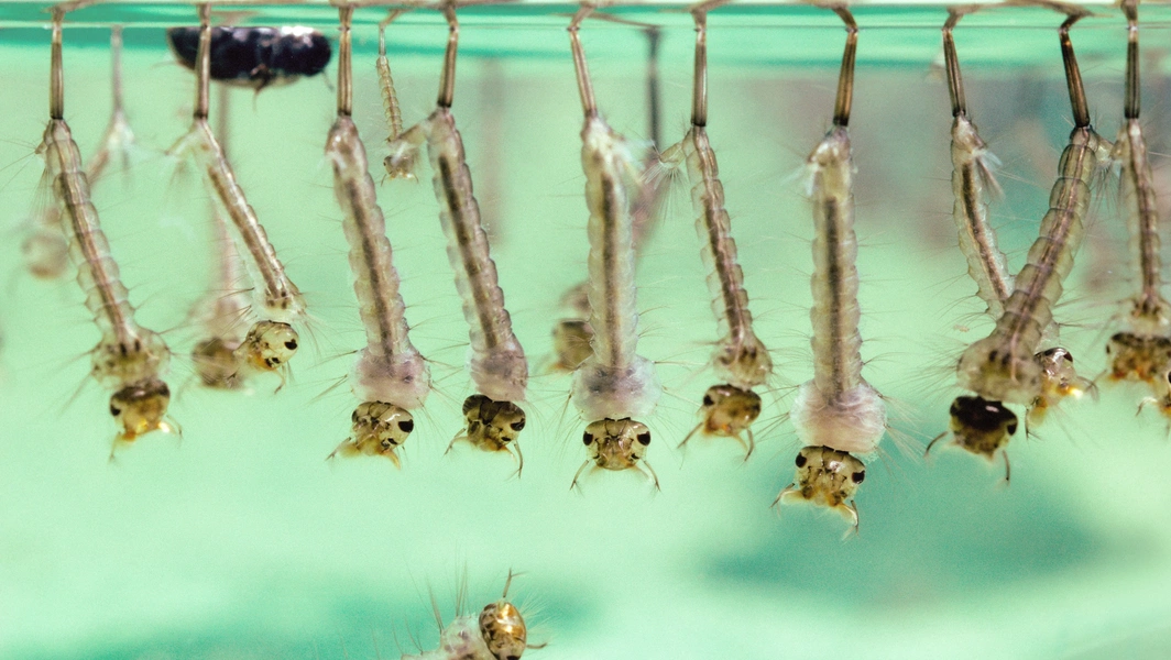 Mosquito dunk shortage hits Canada amid viral DIY trend