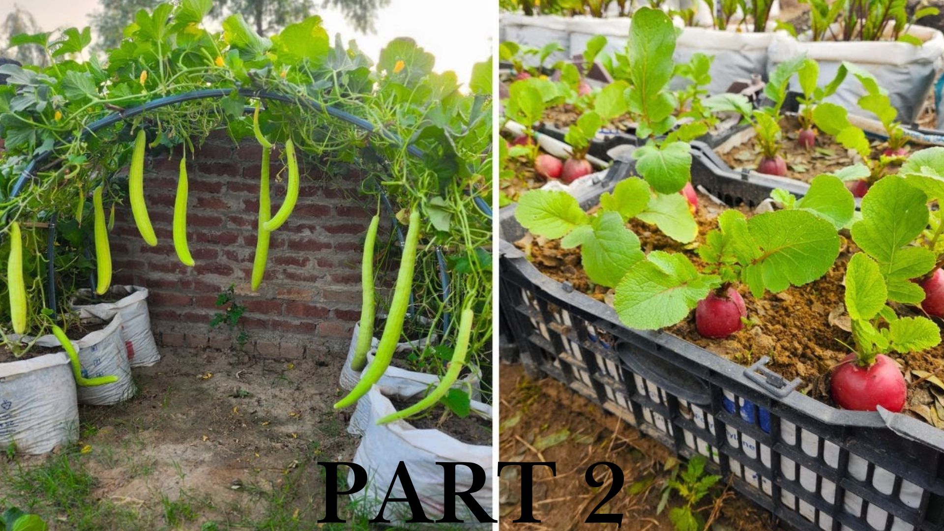 Container gardening easy veggies from seed to full harvest part 2