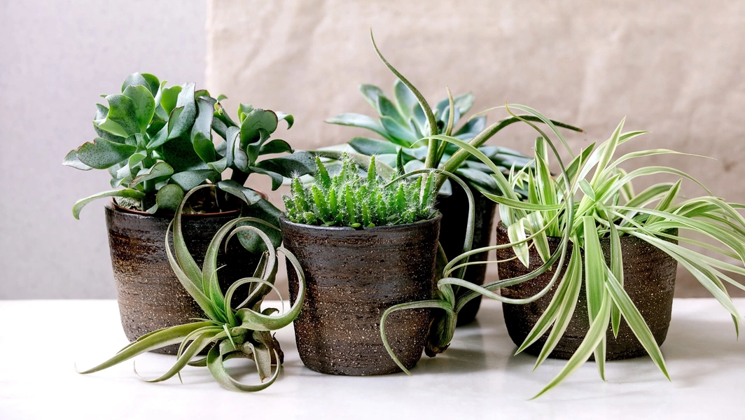 11 resilient houseplants for easy indoor care