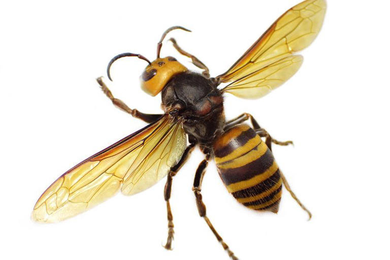 Asian hornets and other invasive species having 'huge impact on Ireland'