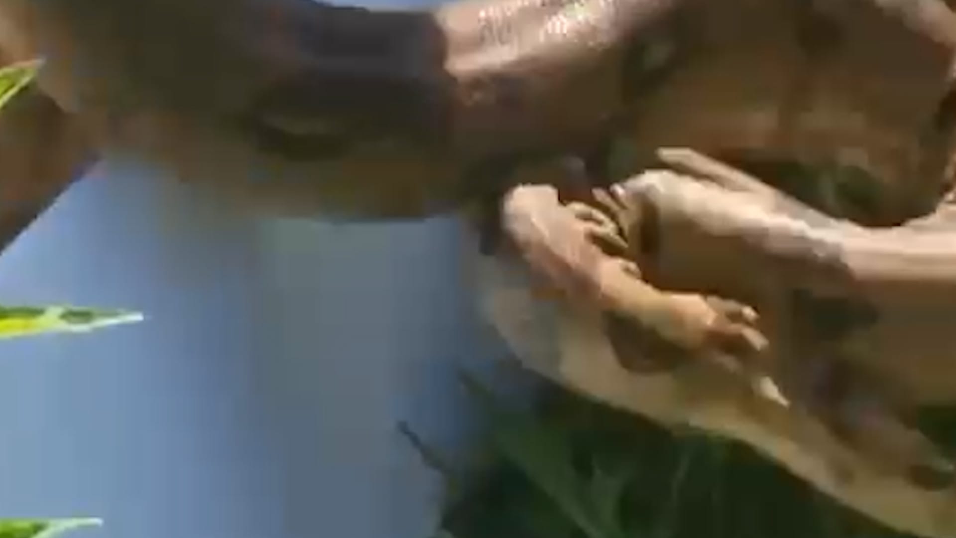 British golf club finds second 6ft boa constrictor sparking pet-dumping ...