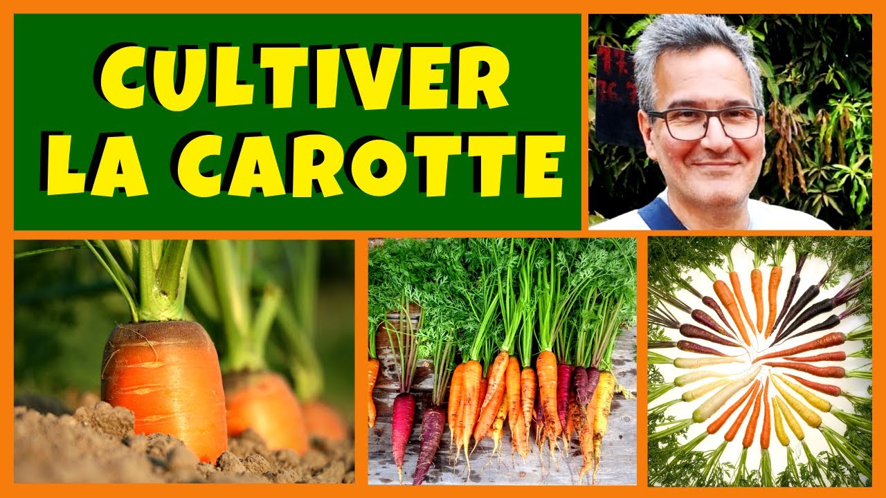Le secret pour réussir ses carottes à tous les coups
