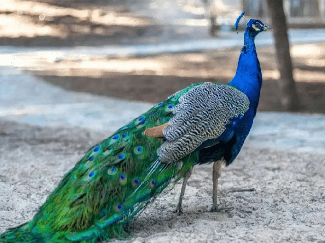 Vastu tips: These bird images are believed to attract positivity, peace ...