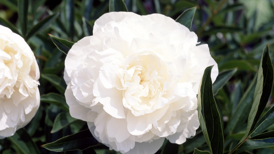 Fertilizing and caring for peonies year-round
