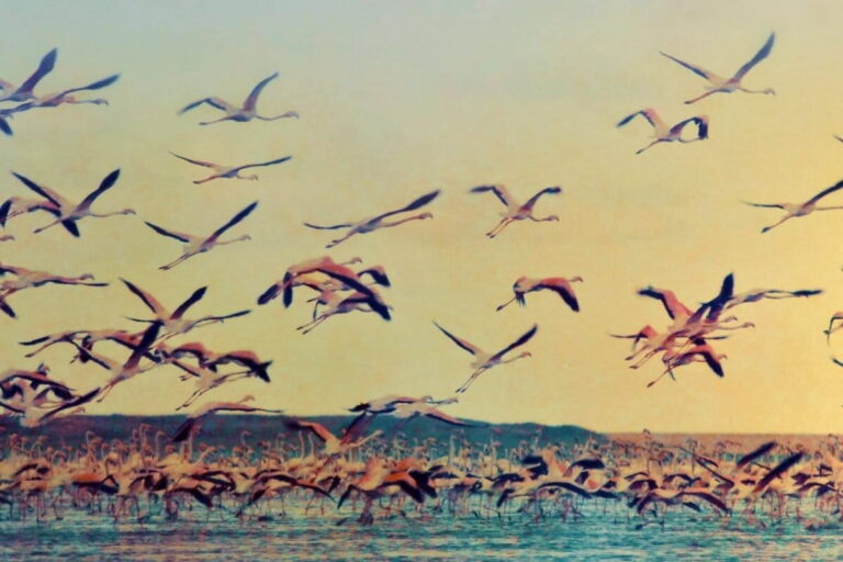 Power lines threaten Sri Lanka’s iconic migrant flamingos