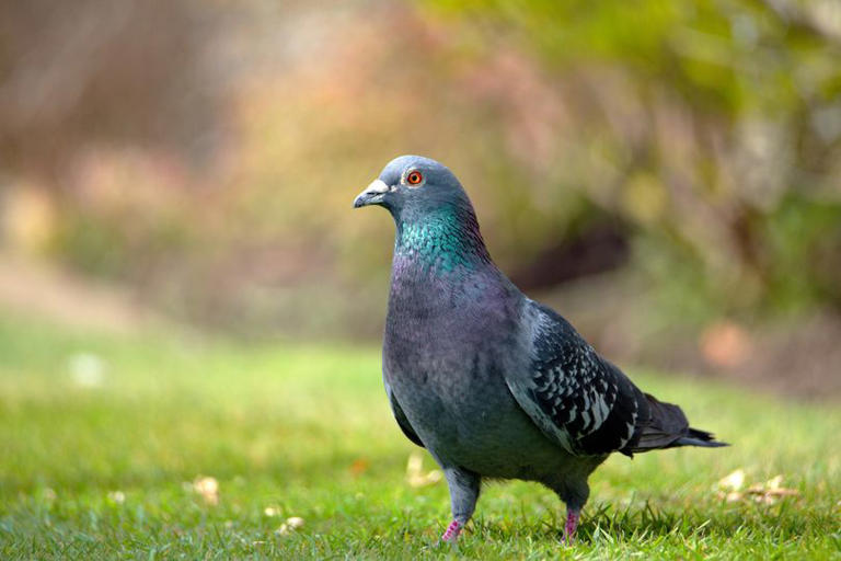 Best pigeon deterrent for gardens is putting out 'offensive' item