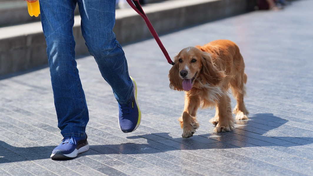 Summer dog walking safety tips