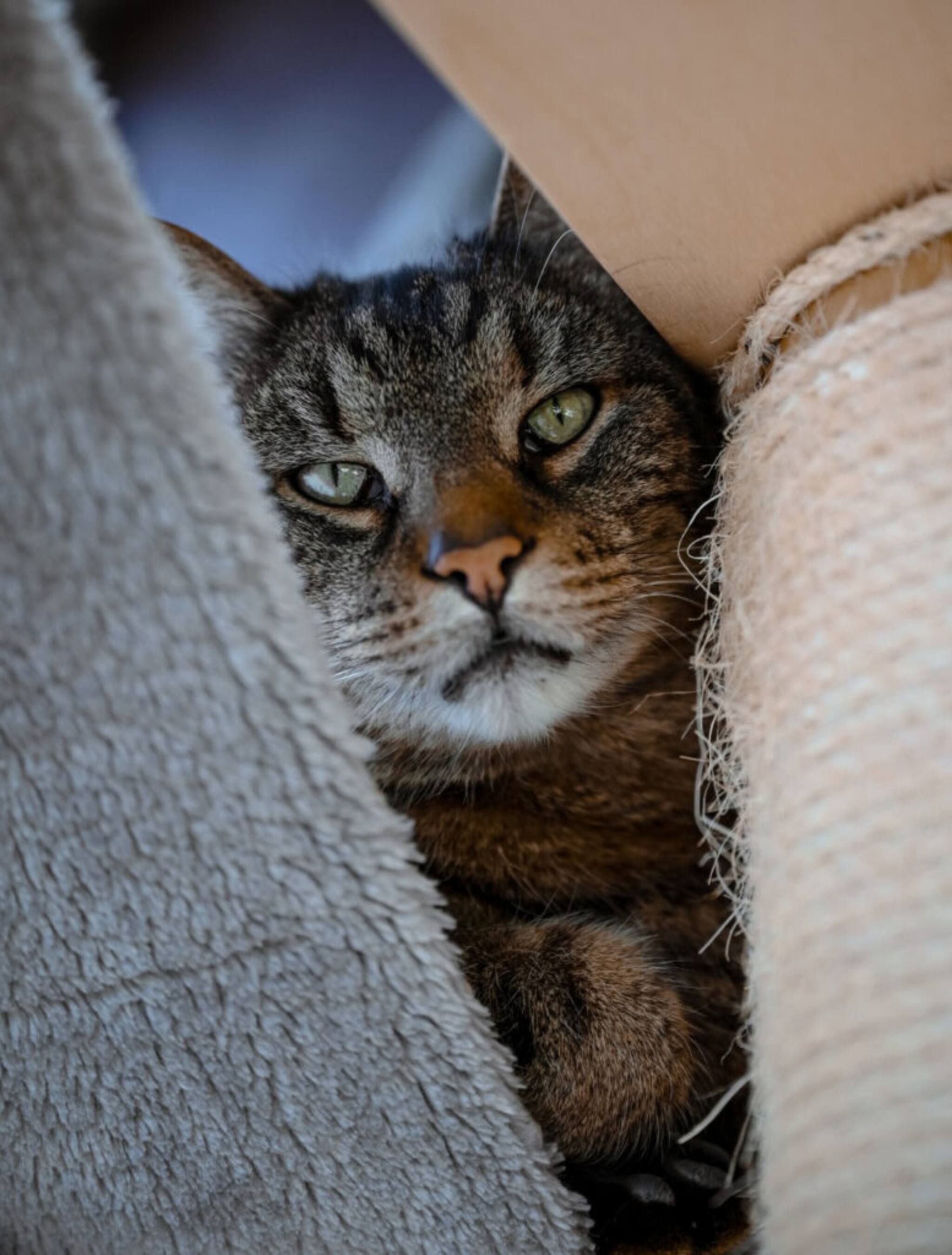 Katzen aus Tierheim Leisnig suchen Zuhause – auch Kater Rasputin ...