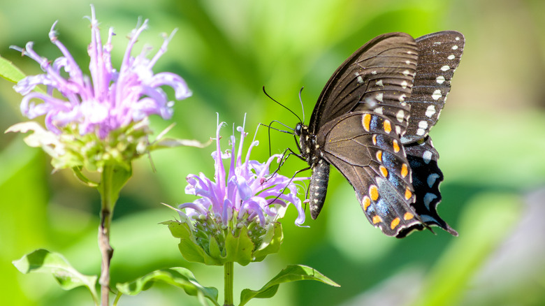 Plant these 12 fast-growing herbs to turn your garden into a butterfly ...