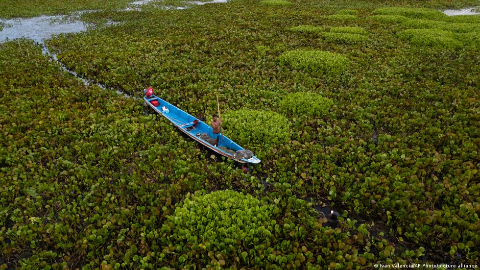Invasive water plants choke lifelines in Colombia's lagoons