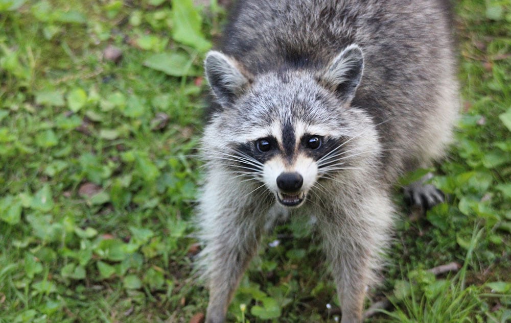 Hall County health officials warn residents after rabies-positive ...