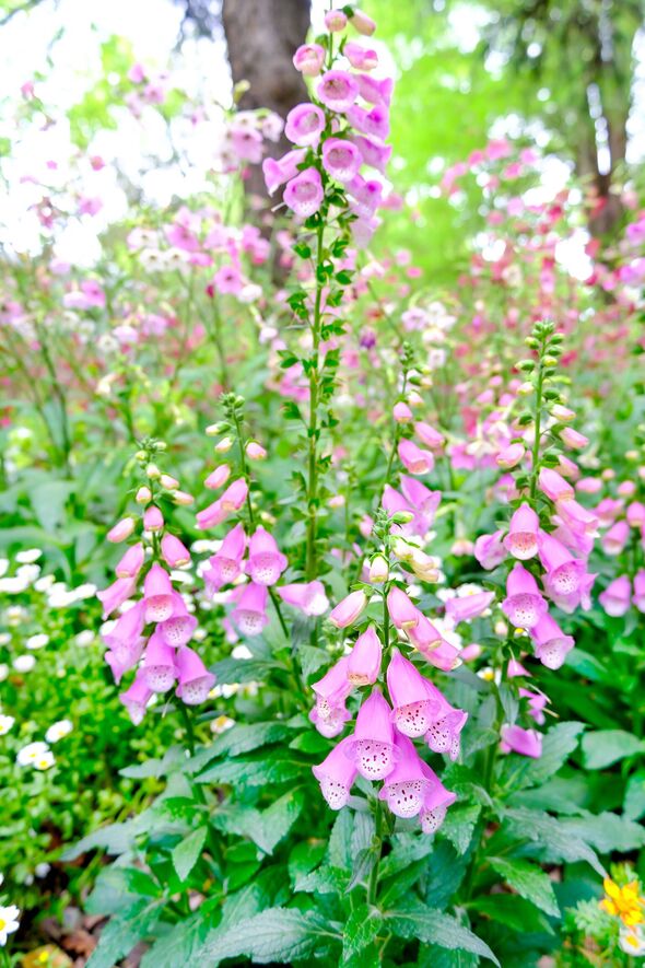 Beautiful but deadly flowers - smallest amount could kill kids, dogs or ...