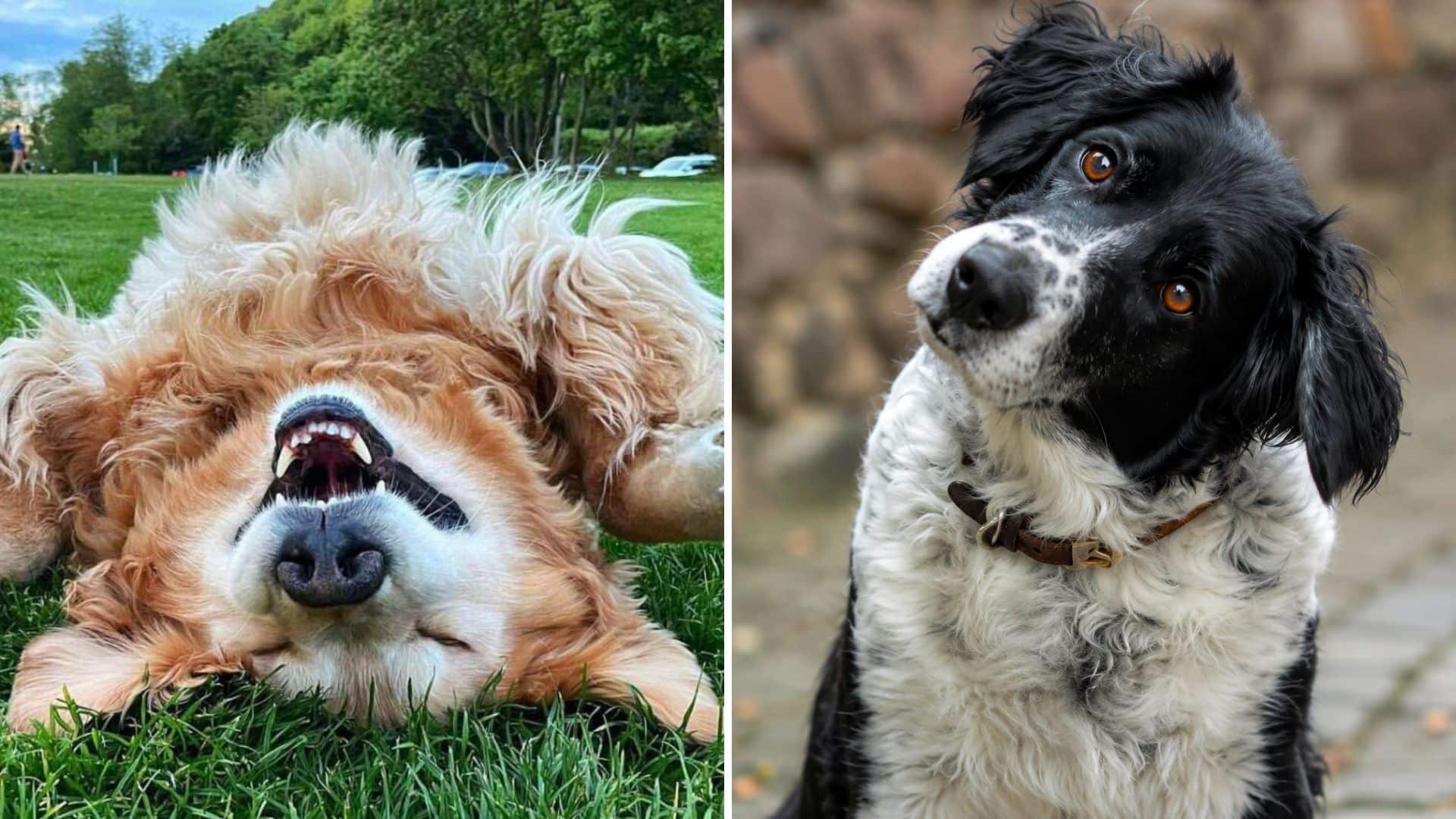 20 everyday dog behaviors that mean something very different than you think