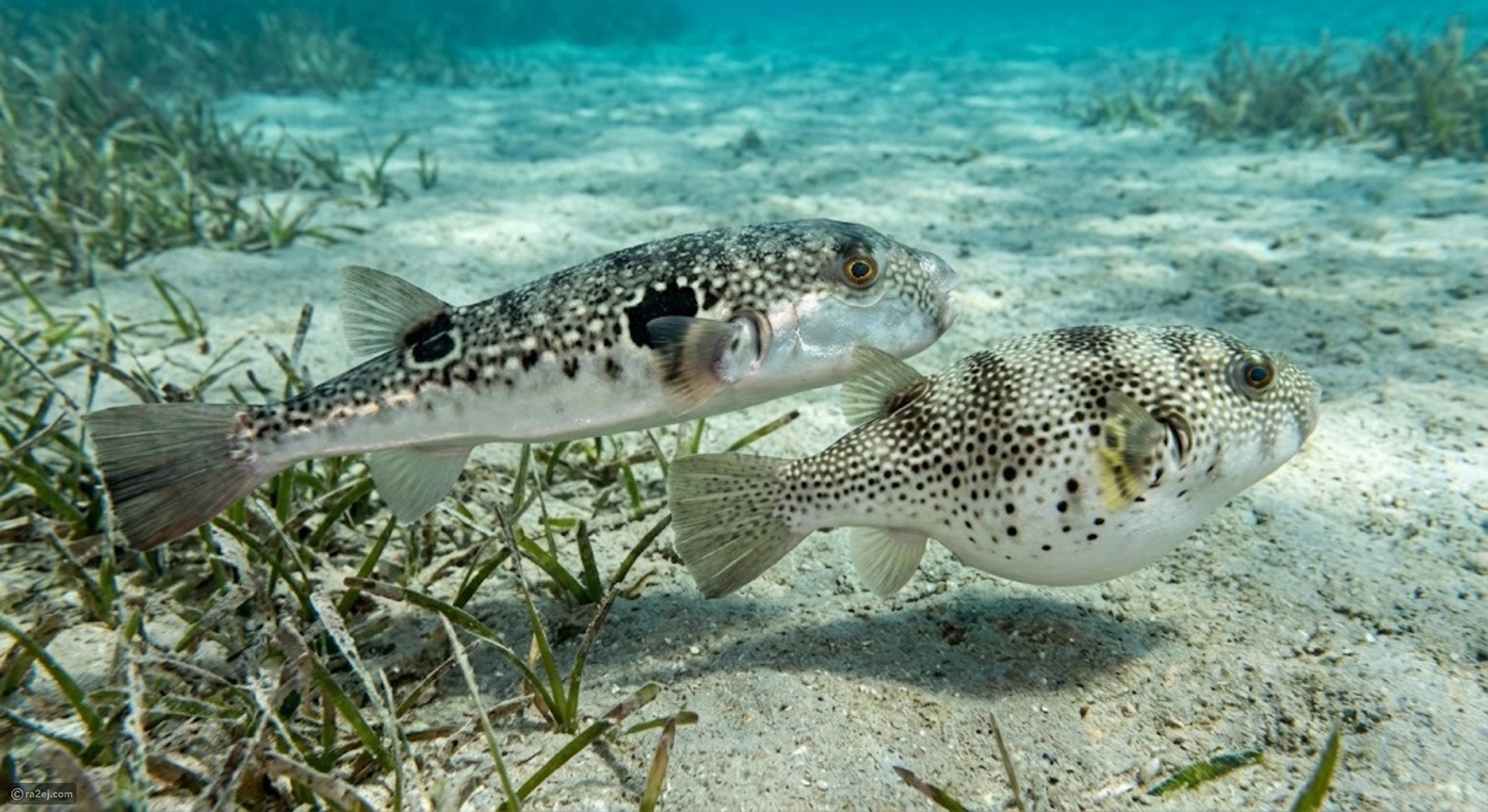 Brits warned after silver-cheeked pufferfish sighting — what is it?