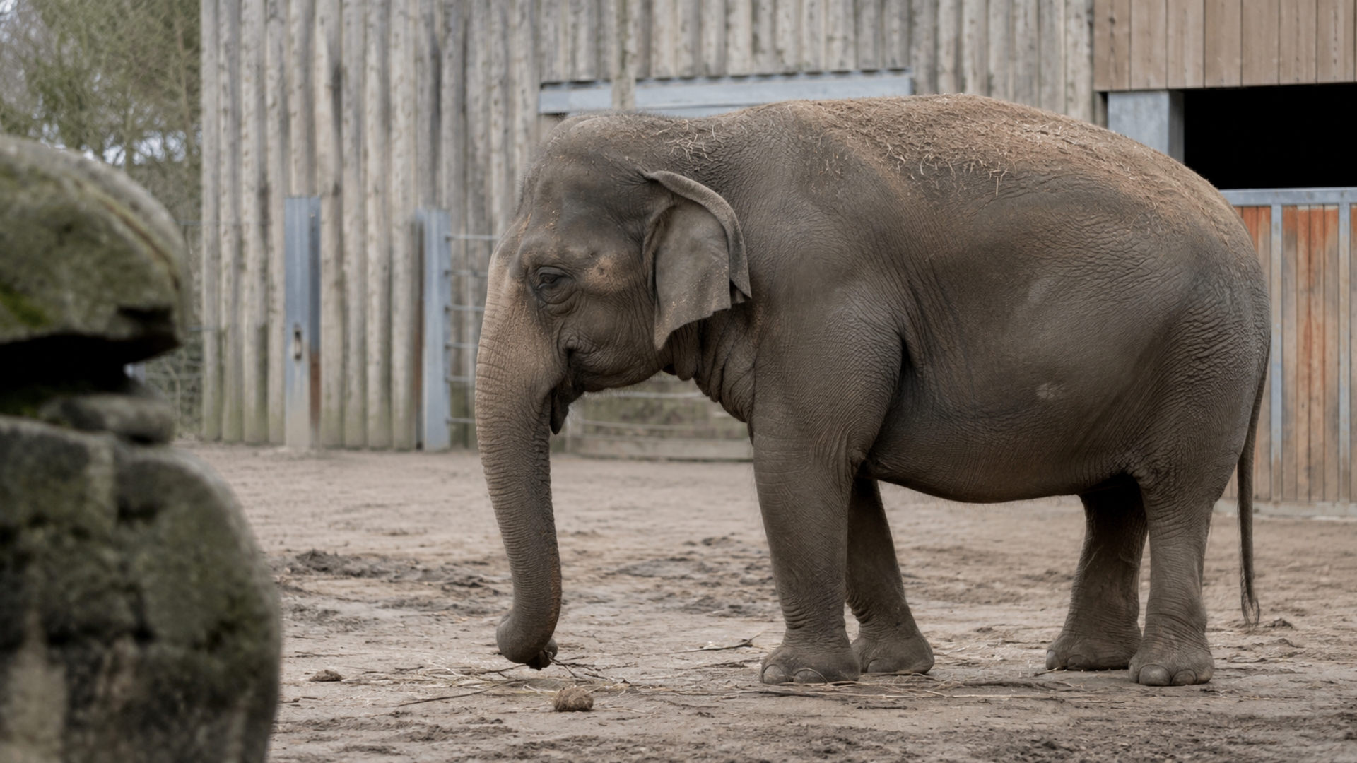 La muerte de una cría de elefante en el zoo de Zúrich reabre el debate ...