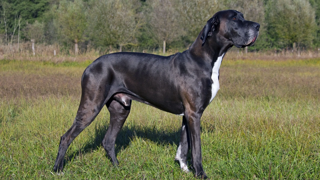 Living large with gentle giant dogs