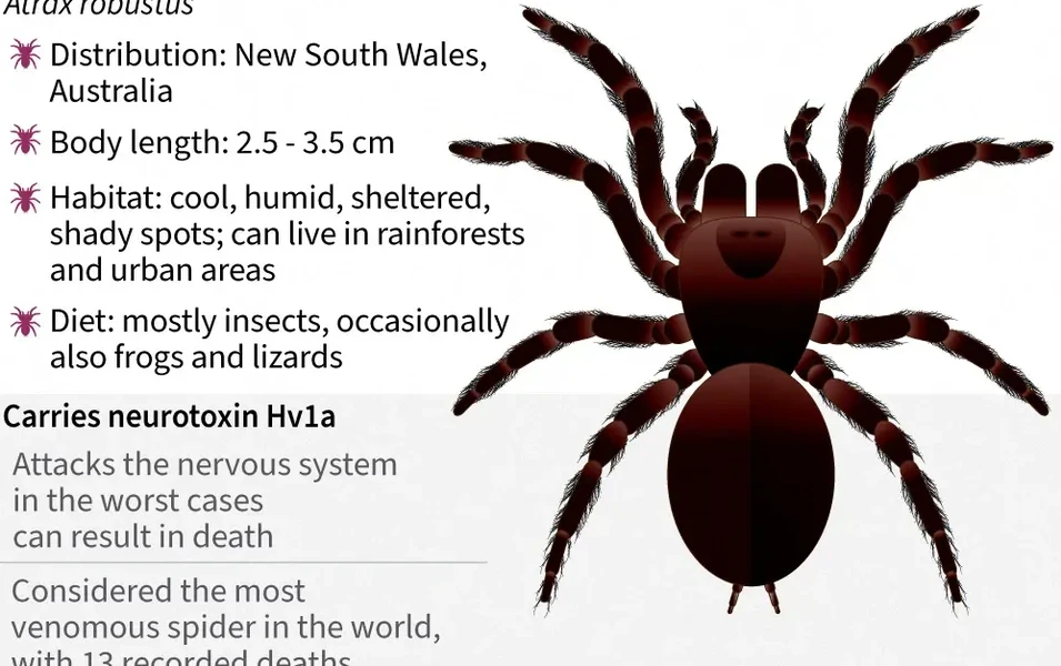 Sydney funnel-web spider deemed deadlier than black widow