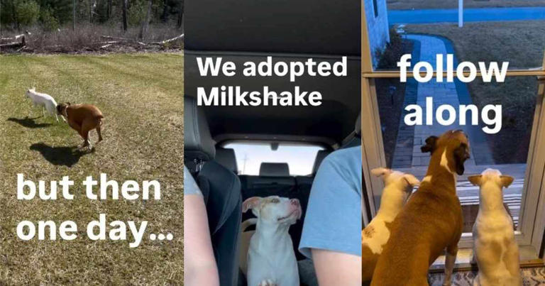 Story about deaf dog without a friend gets the most unexpected ending