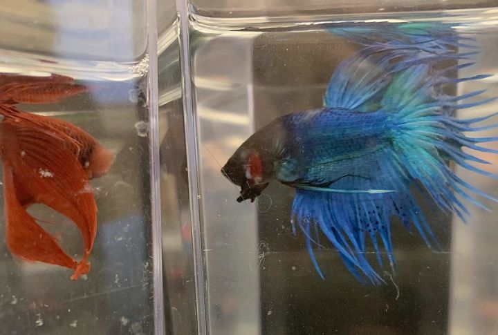 10 things to know about betta fish before you get one for your pot