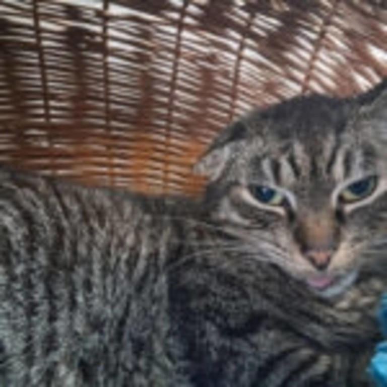 Katzen aus Tierheim Leisnig suchen Zuhause – auch Kater Rasputin ...